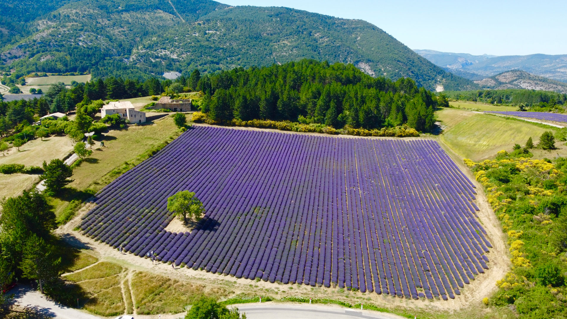 The Plateau de Sault, cradle of lavender - Routes de la Lavande