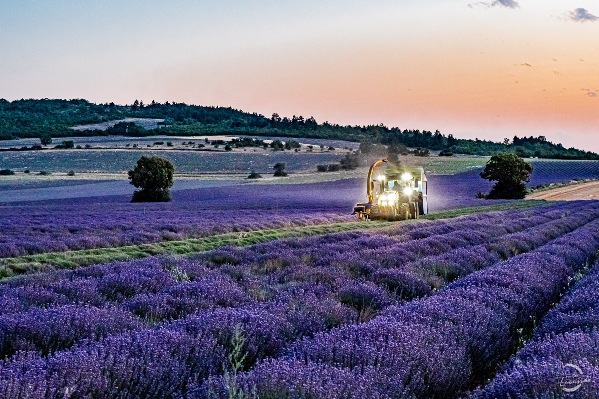 Early Lavender Harvest in Provence: Impact of Heat and Drought - Routes ...