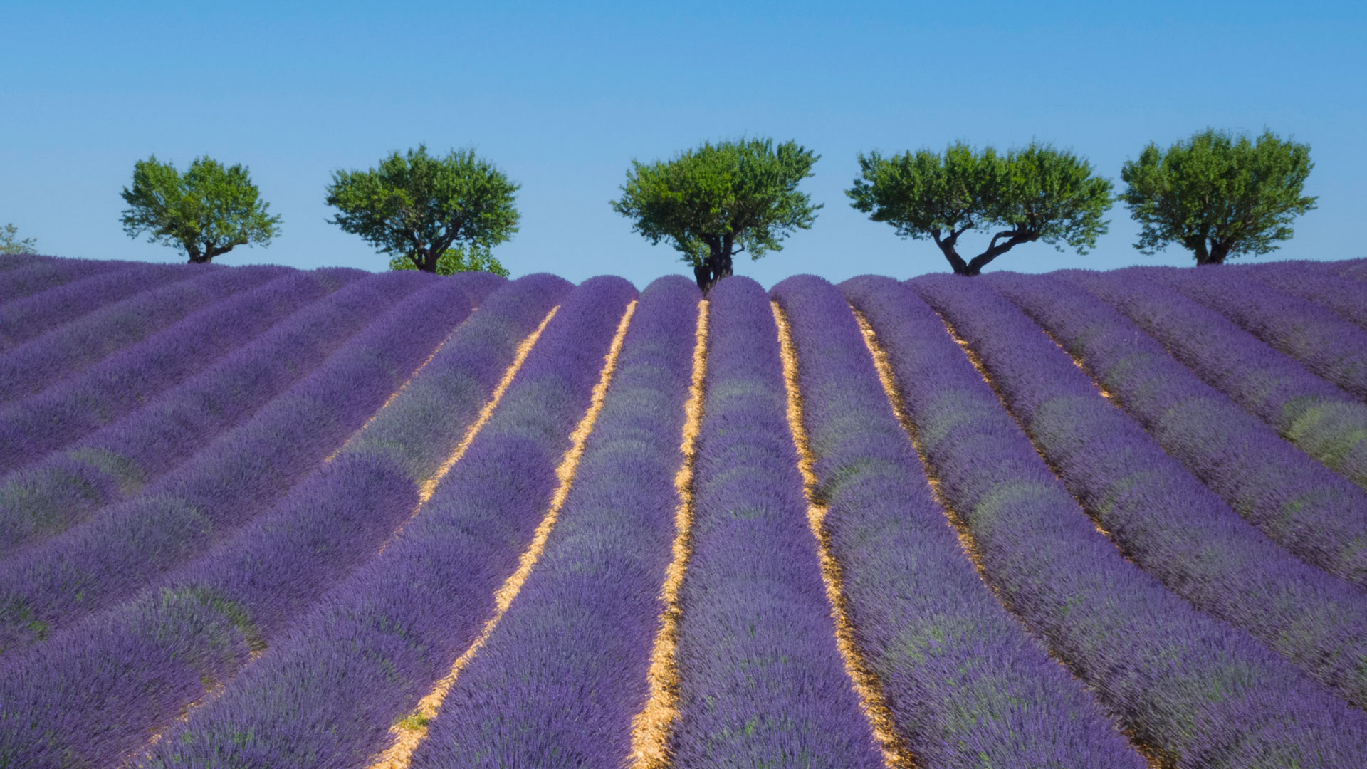 Voyages sur les Routes de la lavande - Routes de la Lavande Voyages sur les Routes de la lavande - Routes de la Lavande